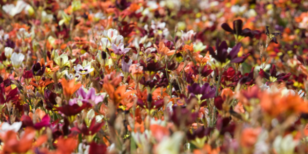 Grief Support Groups - Fall 2024