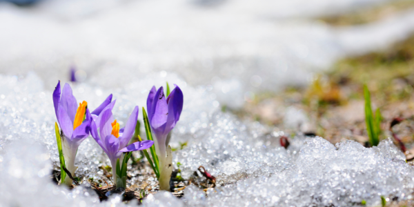 Grief Support Groups - Winter/Spring 2024